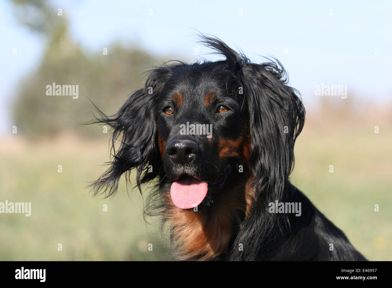 Pedigree gordon setter Banque de photographies et d’images à haute ...
