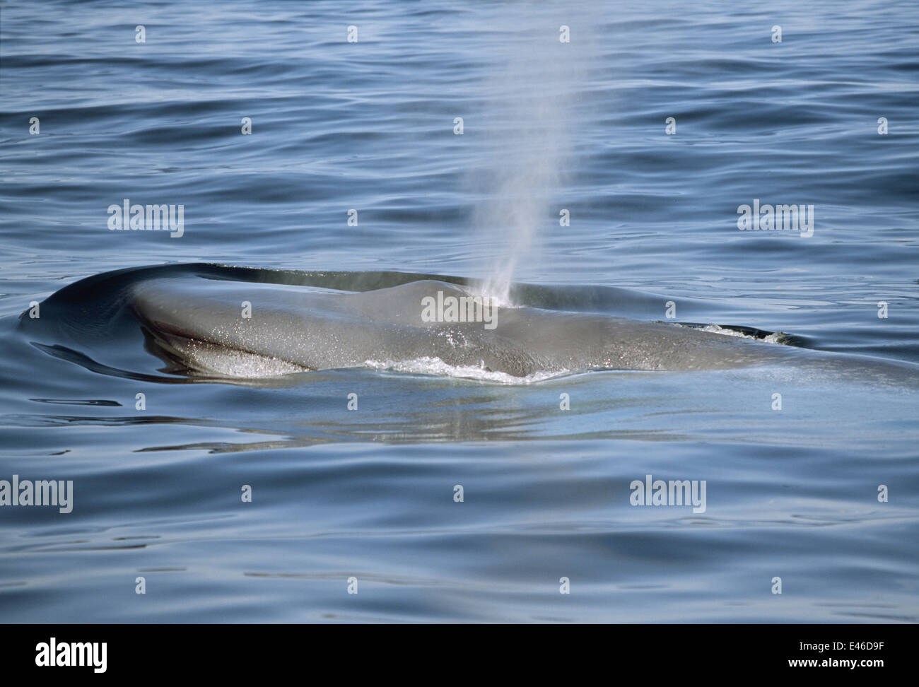 Le rorqual bleu (Balaenoptera musculus brevicauda) souffle à la surface ...