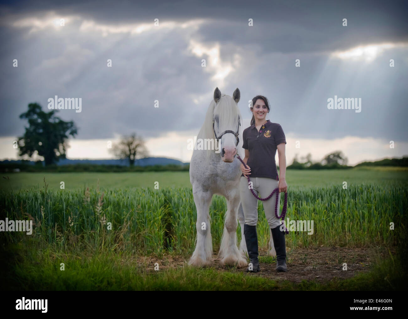 Cheval bleu Banque de photographies et d’images à haute résolution - Alamy