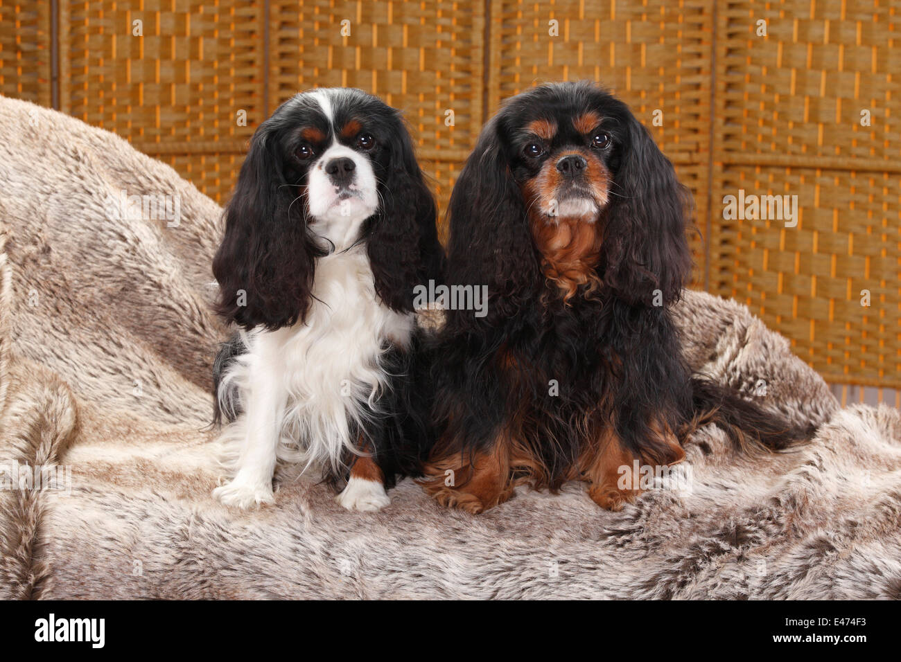 Cavalier King Charles Spaniel, noir et feu tricolore et |Cavalier King ...