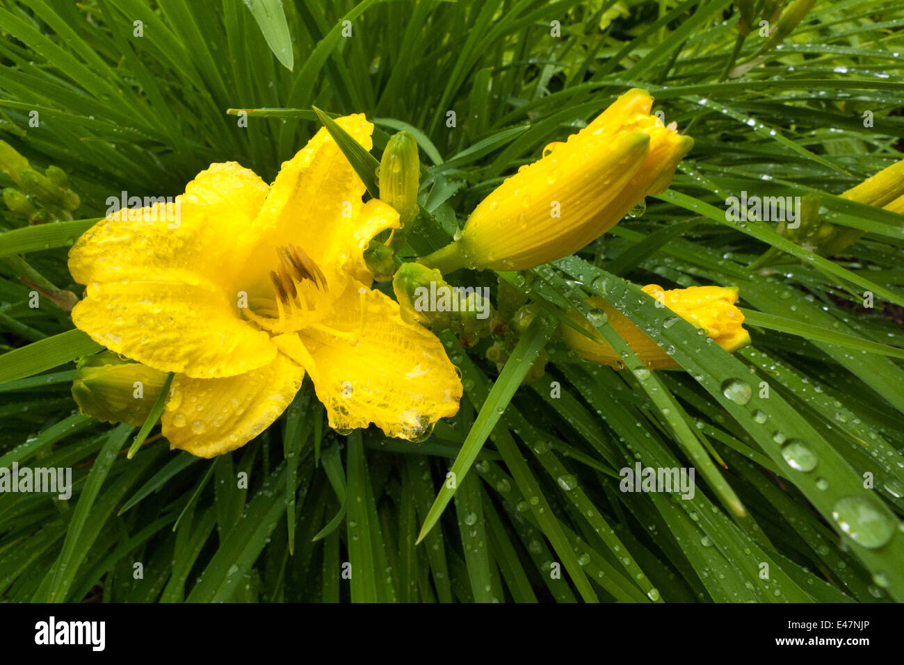 Lys de pluie jaune Banque de photographies et d’images à haute résolution - Alamy