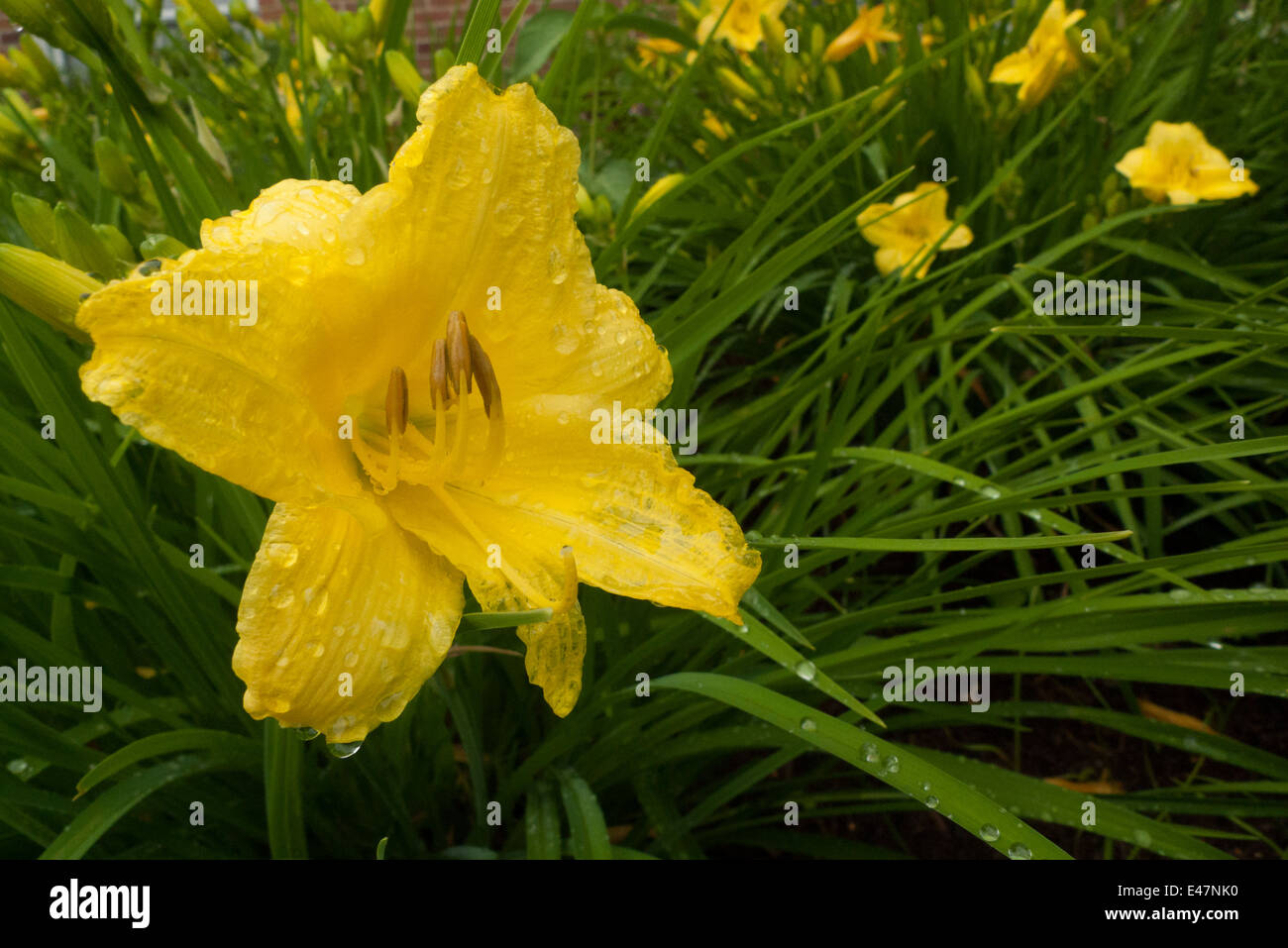 Lys de pluie jaune Banque de photographies et d’images à haute résolution - Alamy