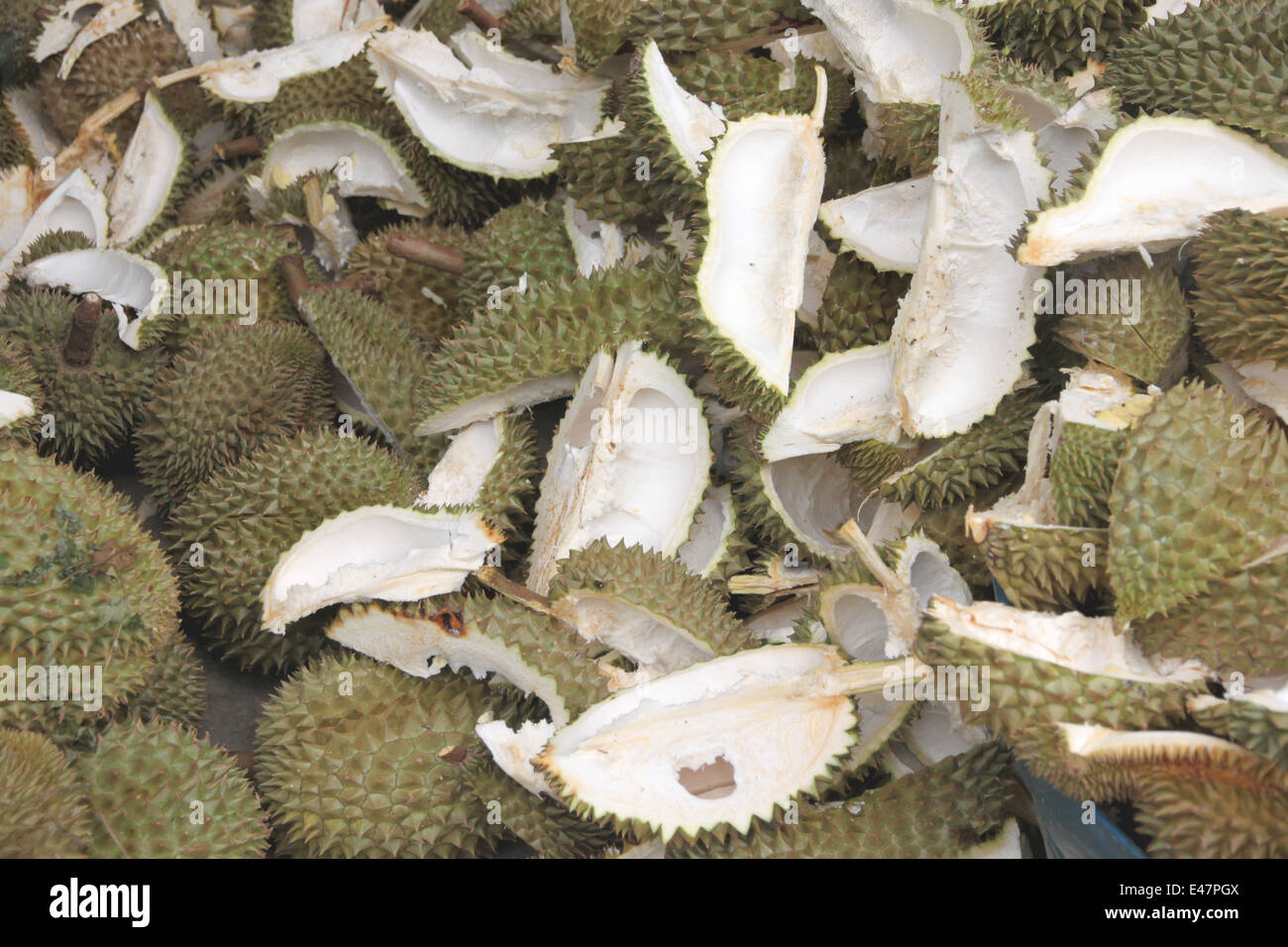 Durian peel Banque de photographies et d’images à haute résolution - Alamy