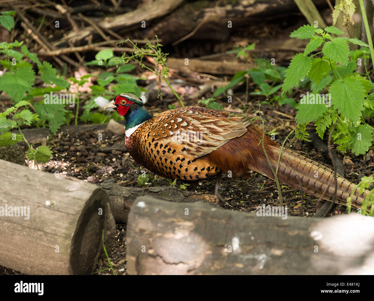 Coq Faisan mâle de couleur vive qui se nourrissent de la semence à ...