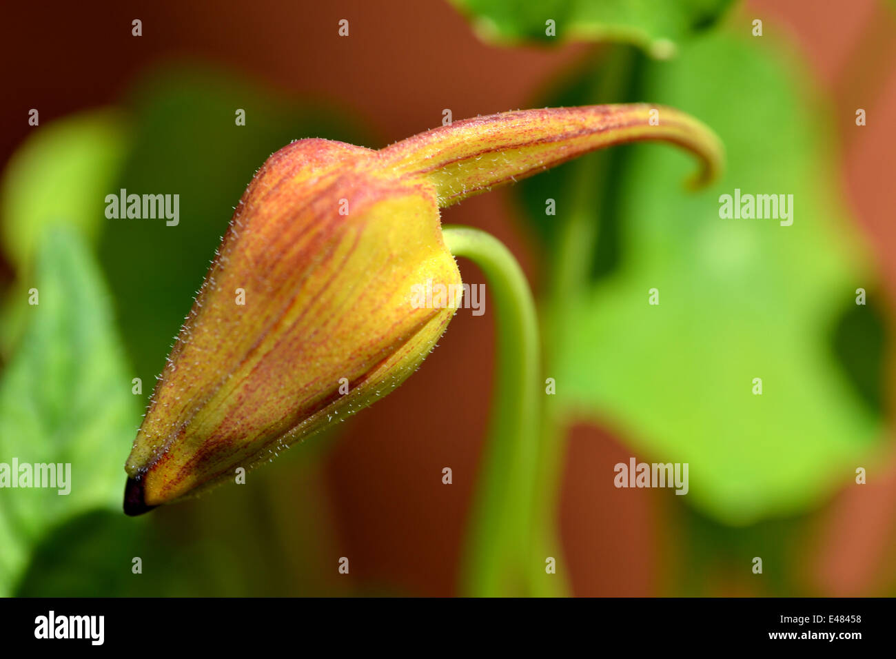 Fleur de capucine Banque de photographies et d’images à haute ...