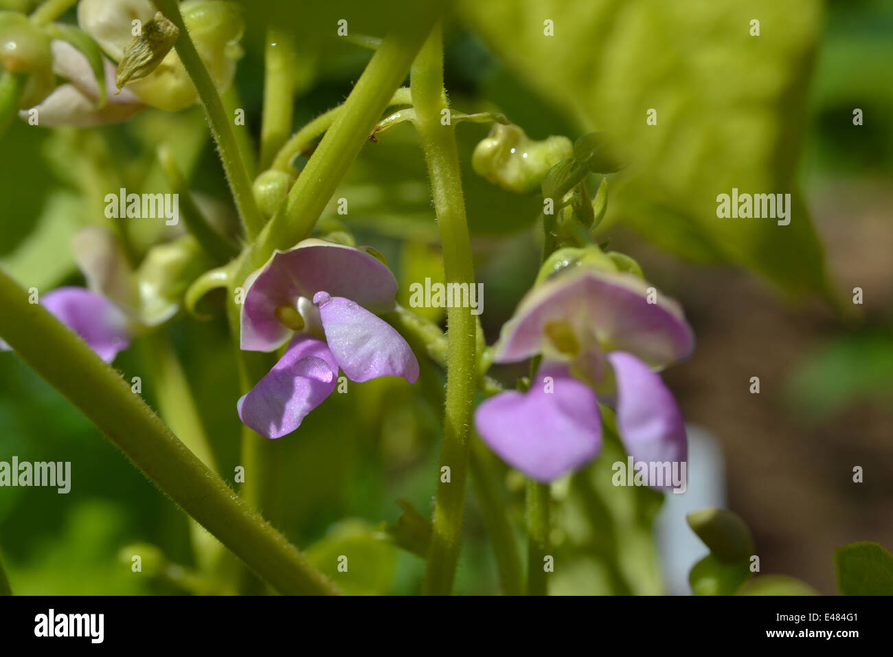 Haricot nain Banque de photographies et d’images à haute résolution - Alamy