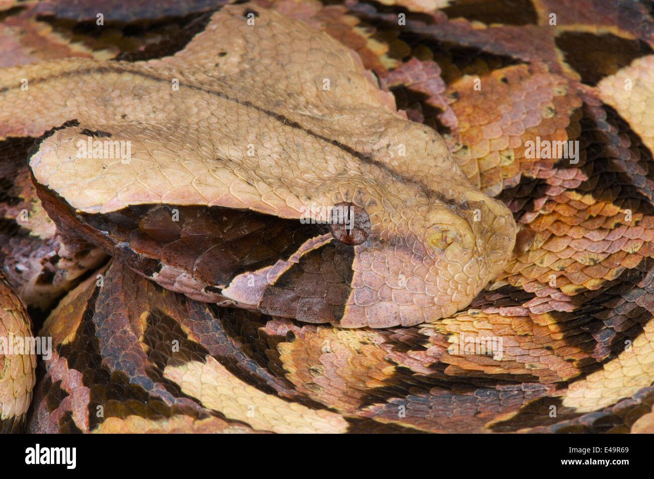 Gaboon viper bitis gabonica gabonica Banque de photographies et d ...