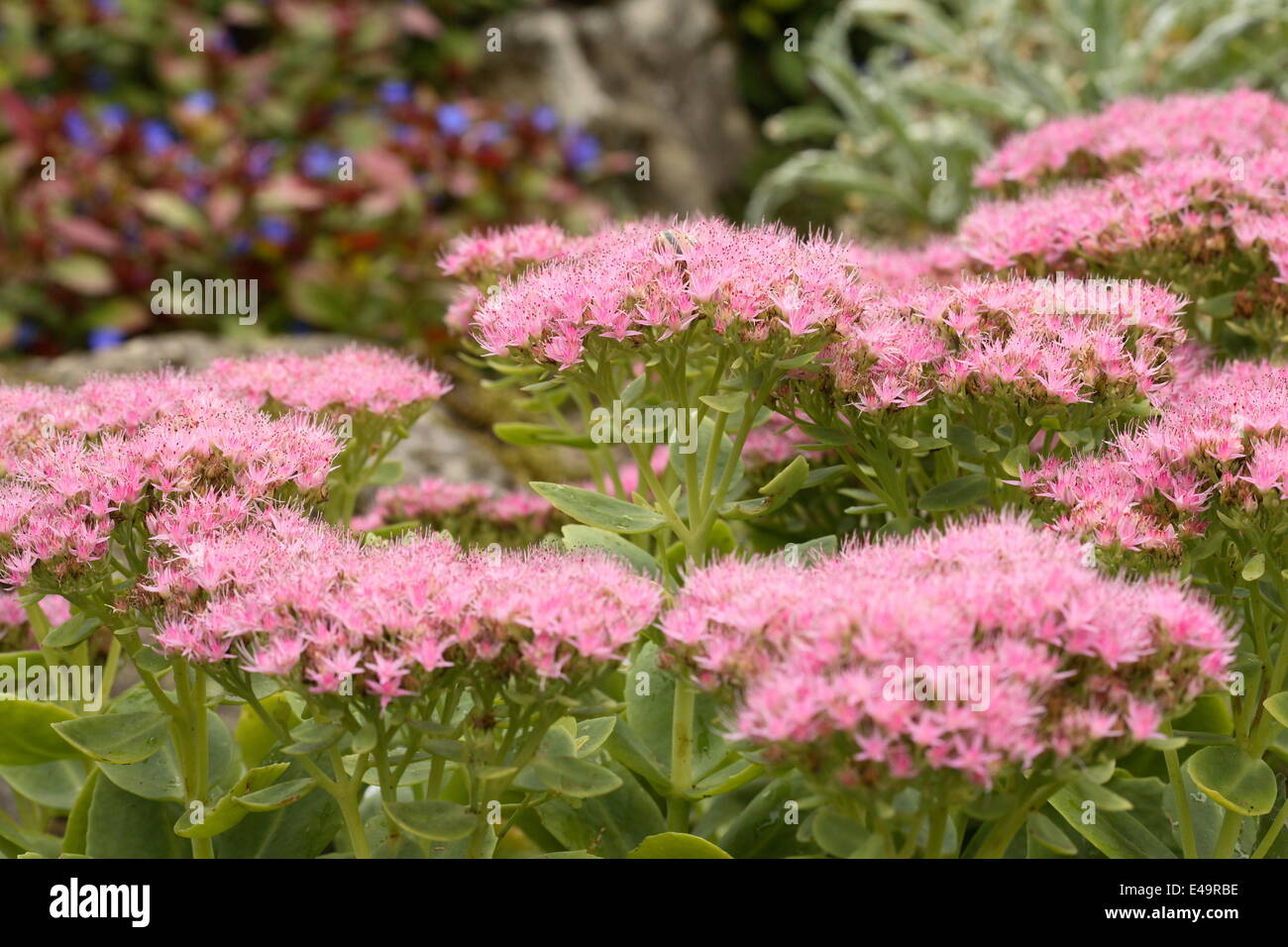 Pierre orpine sedum Banque de photographies et d’images à haute ...