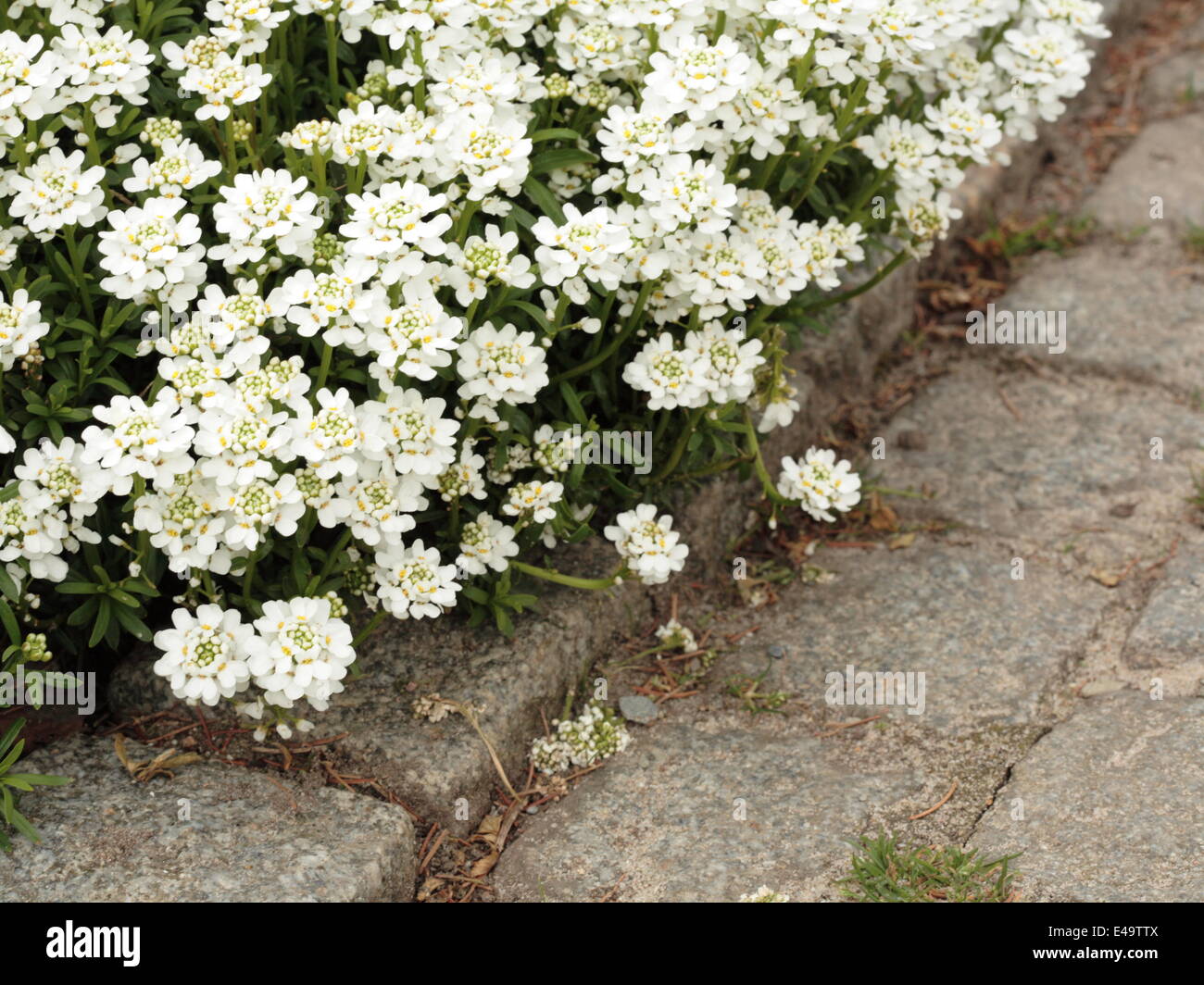 Fleurs d'iberis sempervirens Banque de photographies et d’images à ...