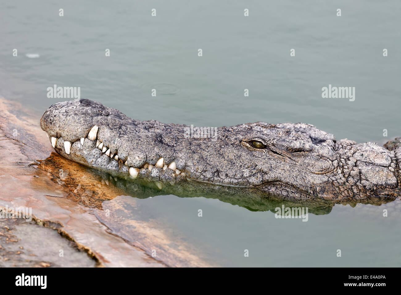 L'Afrique, Tunisie, Djerba, Midoun, Parc Djerba Explore, crocodile ...