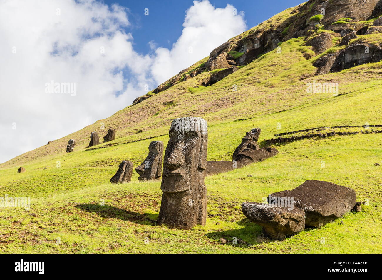 Moai sculptures à diverses étapes de réalisation à Rano Raraku, parc ...