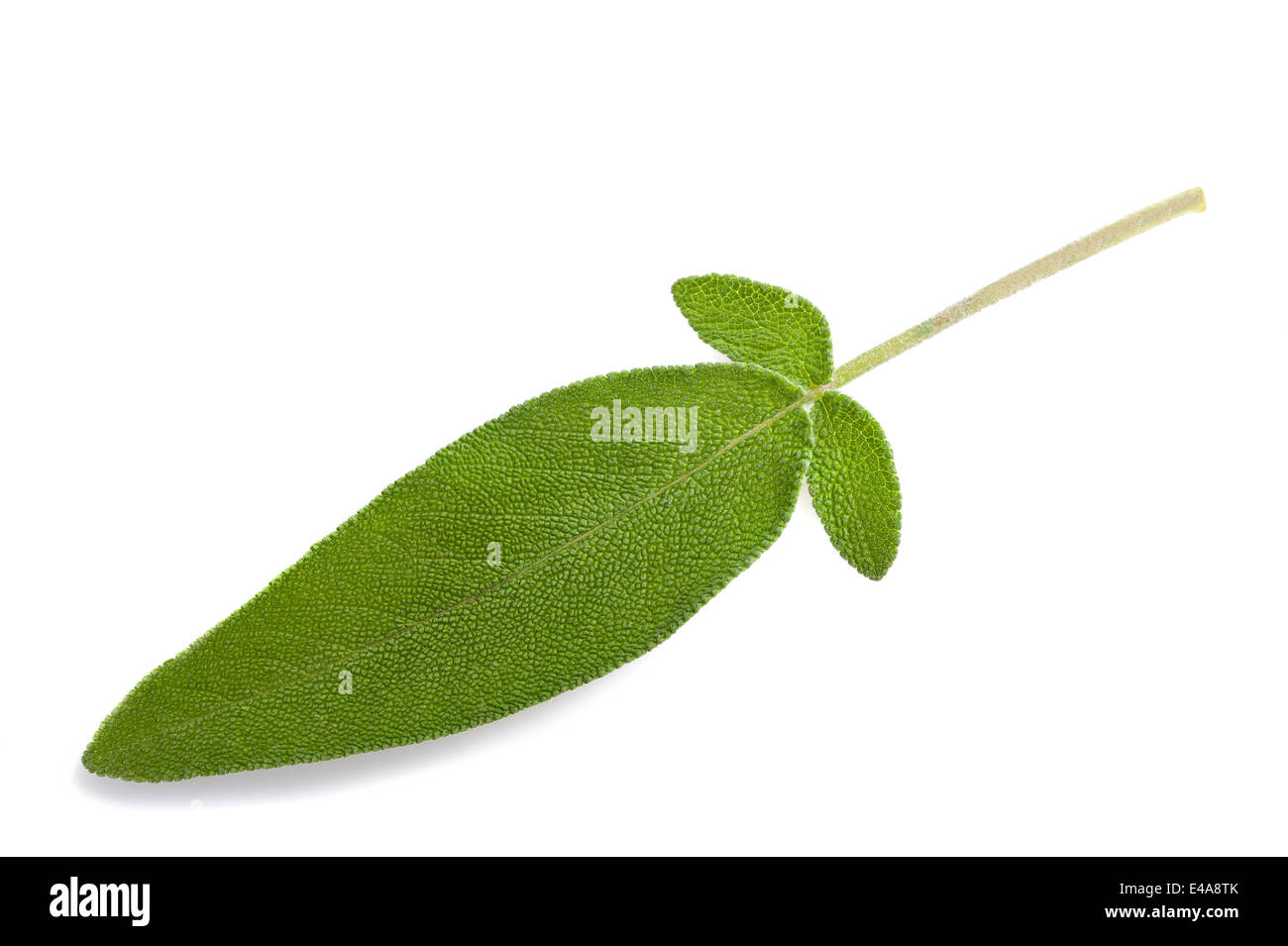 Sauge salvia officinalis Banque d'images détourées - Alamy