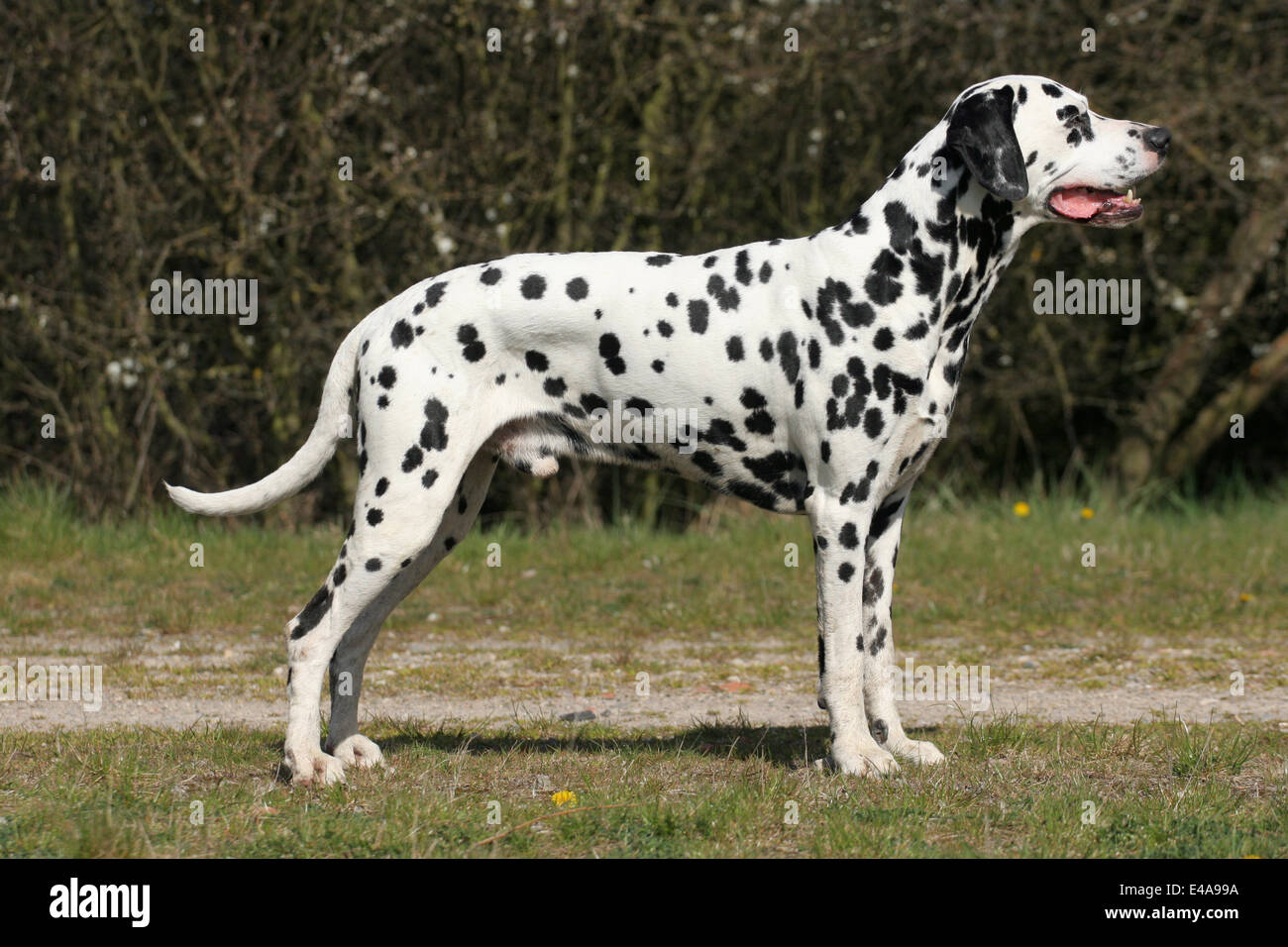 Dalmatien chien profil Banque de photographies et d’images à haute ...
