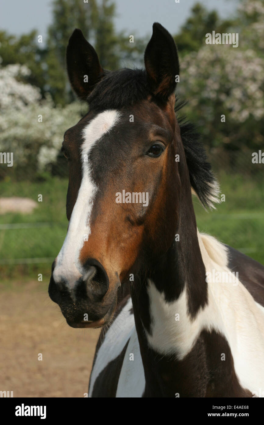 Cheval pinto Banque de photographies et d’images à haute résolution - Alamy
