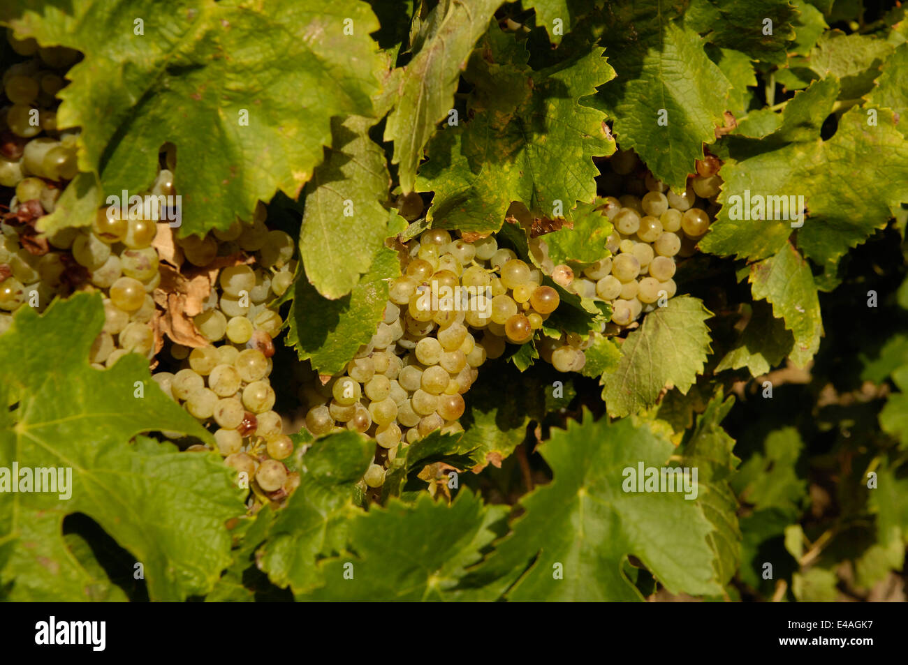 Grillo grape Banque de photographies et d’images à haute résolution - Alamy