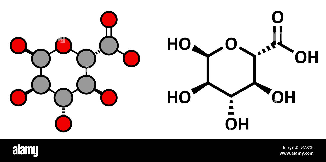 Molécule d'acide glucuronique. La glucuronoconjugaison des ...