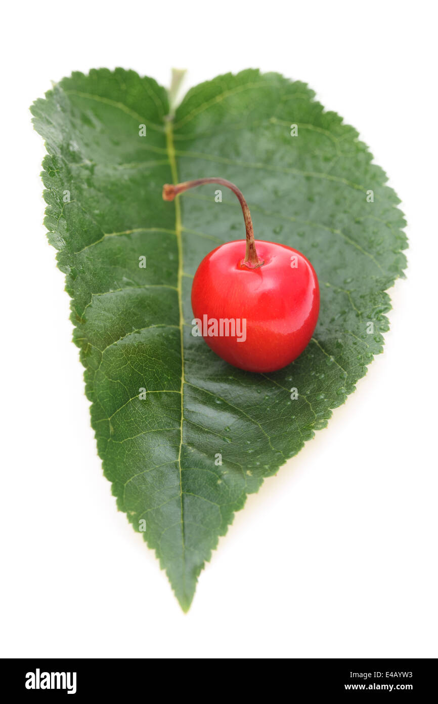 Fruits et feuilles de cerisier Banque de photographies et d’images à ...