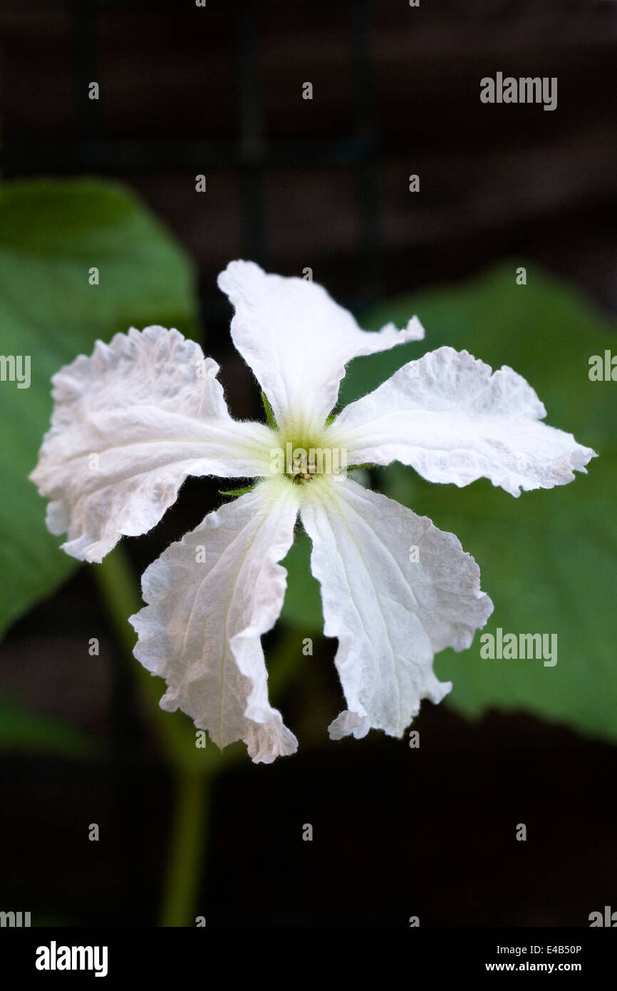Lagenaria siceraria fleur. Calebasse ou gourde bouteille fleur Photo ...
