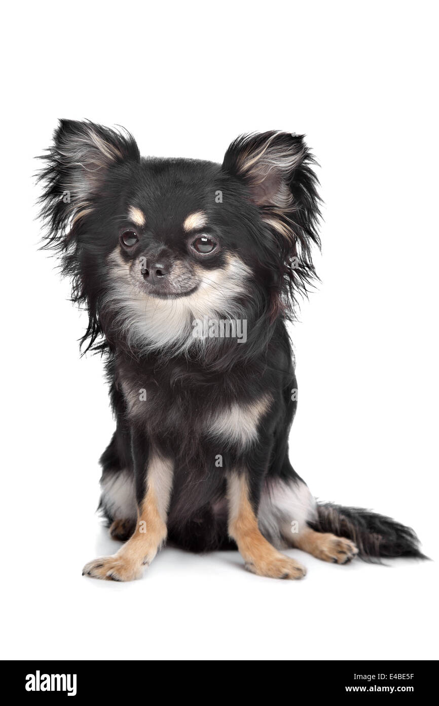 Chiwawa poils long Banque d'images détourées - Alamy