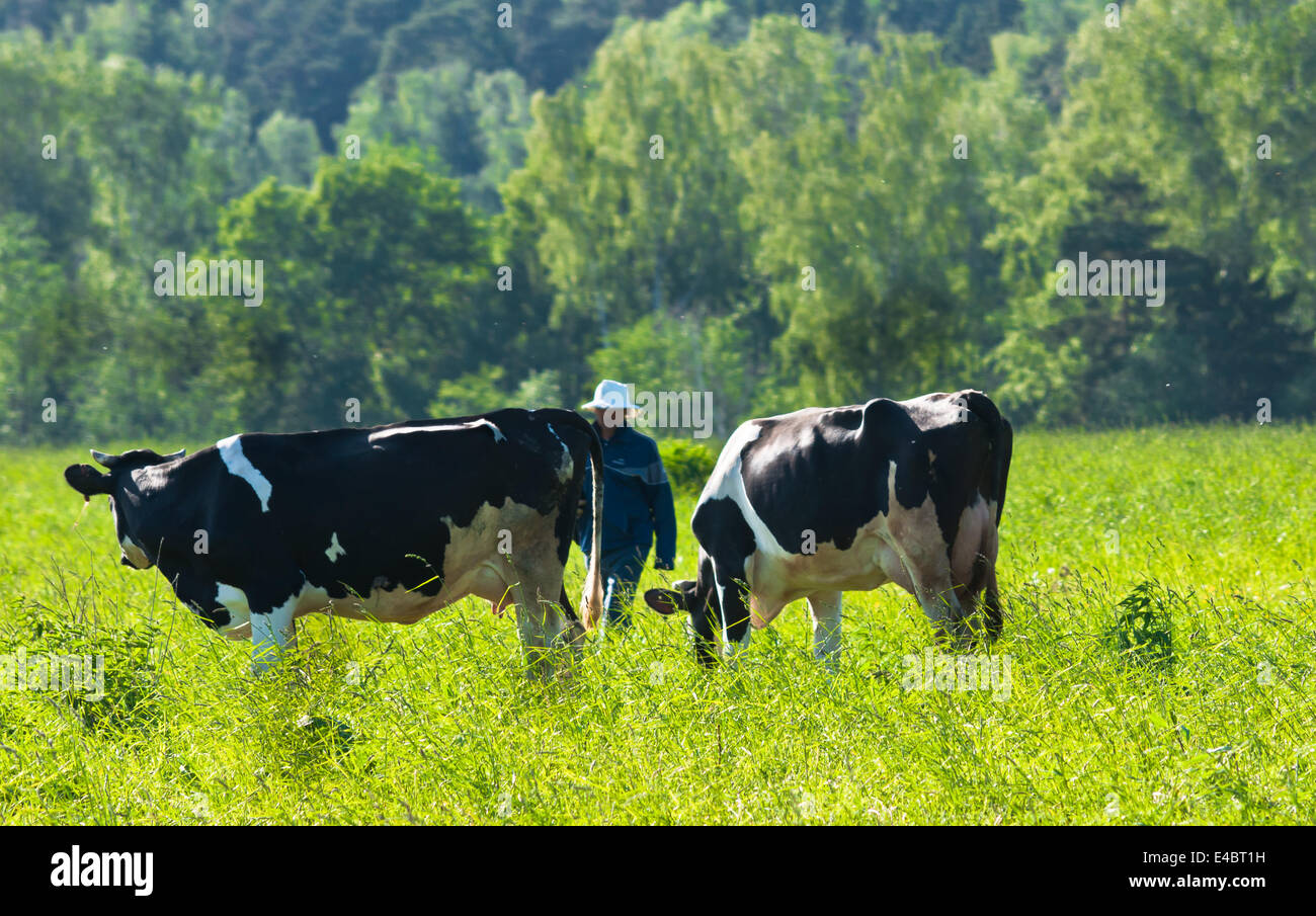La vache broute Banque de photographies et d’images à haute résolution ...