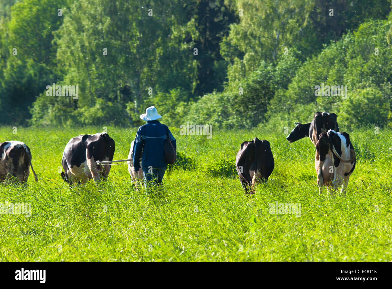La vache broute Banque de photographies et d’images à haute résolution ...