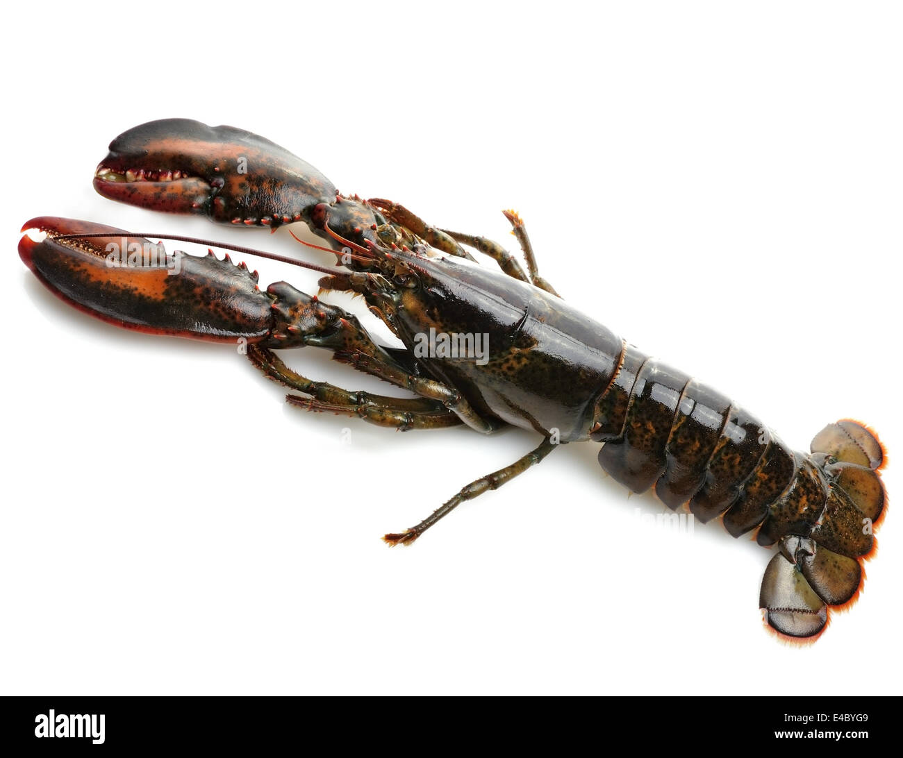 Homard cru Banque de photographies et d’images à haute résolution - Alamy