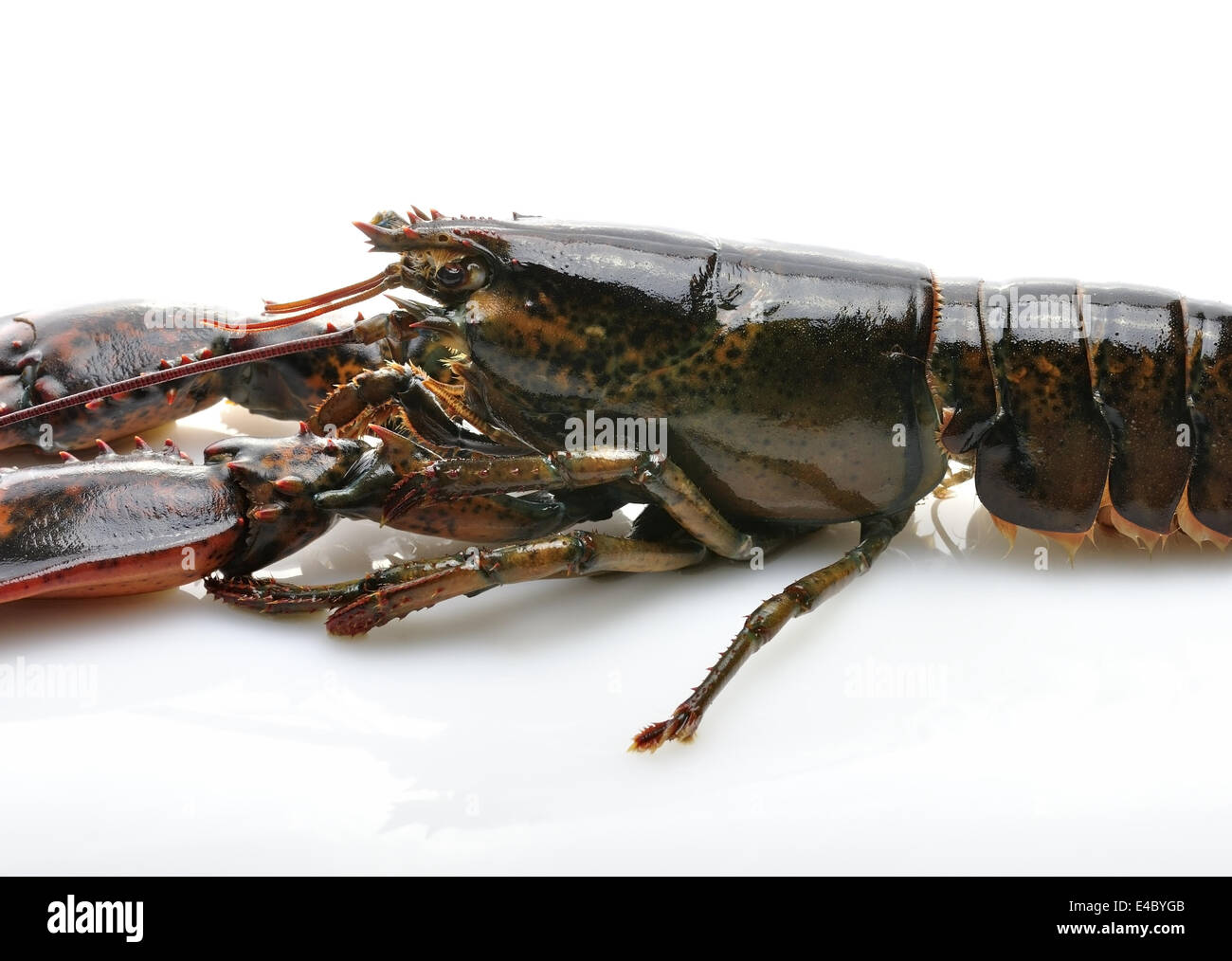 Homard cru Banque de photographies et d’images à haute résolution - Alamy