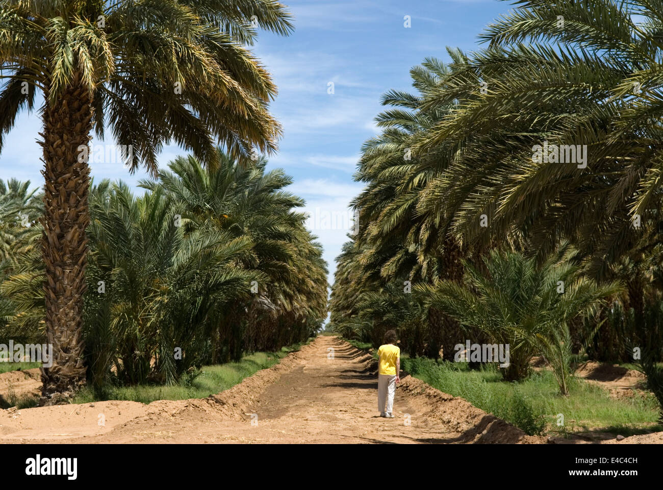 Dattes medjool yuma arizona Banque de photographies et d’images à haute ...