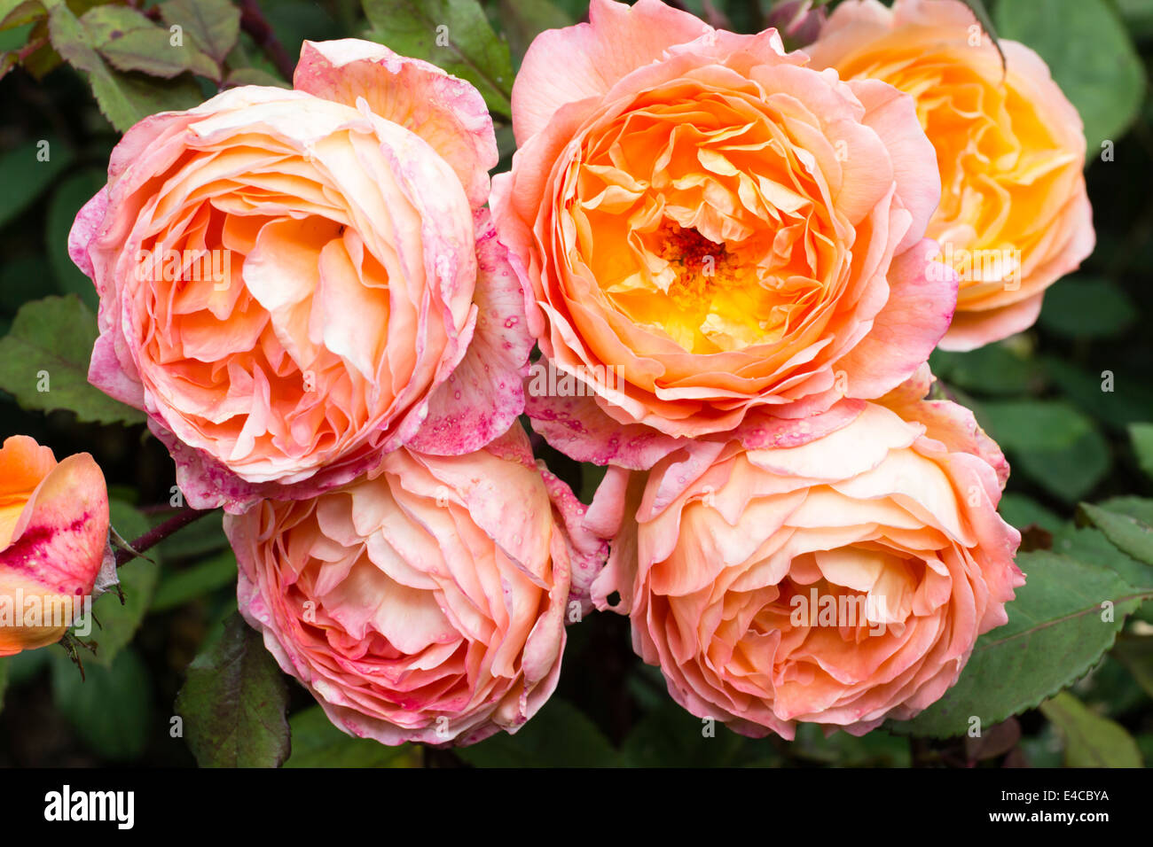 Quatre fleurs à différents stades d'ouverture de la rose anglaise, Rosa ...
