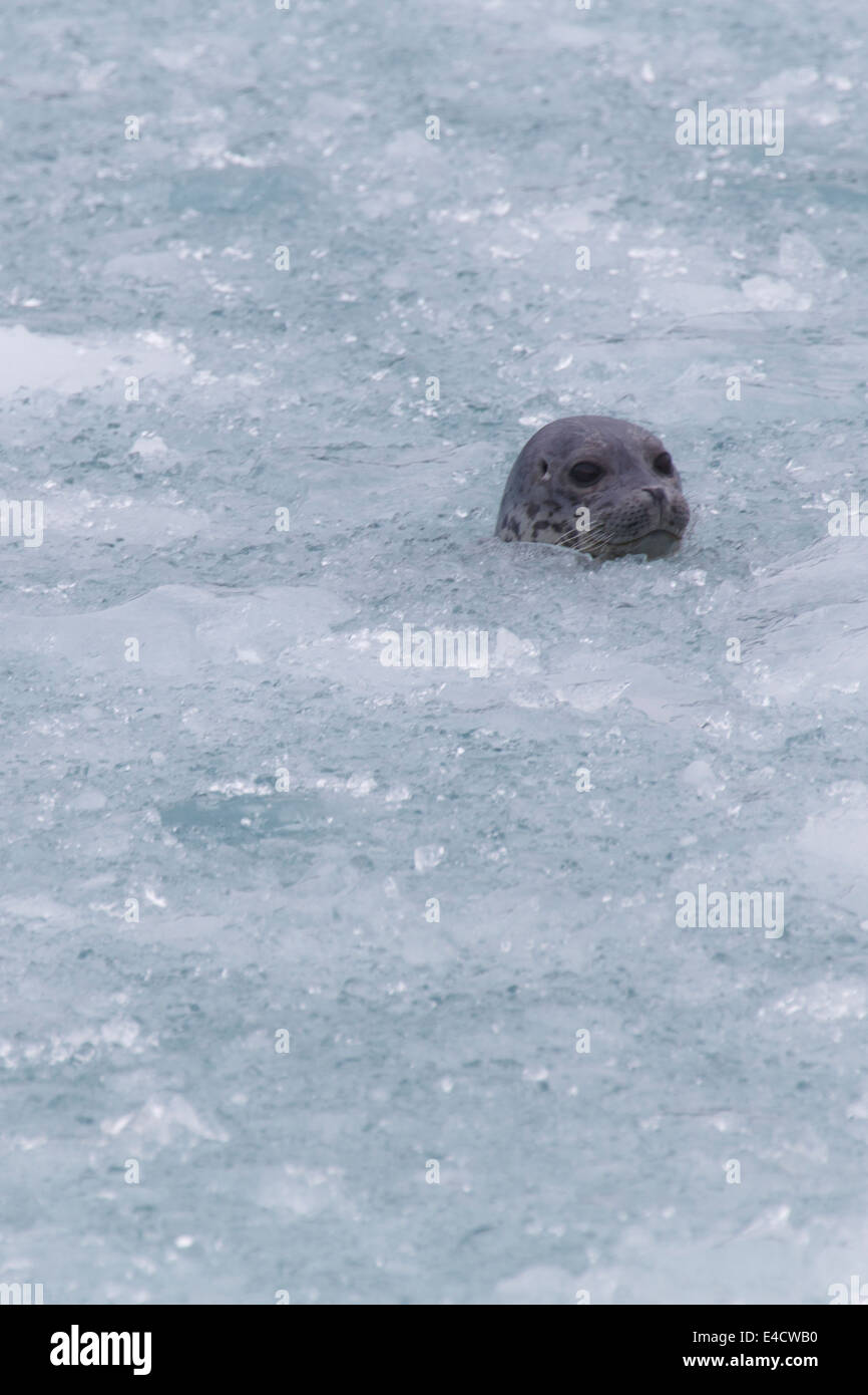 Phoque commun Banque de photographies et d’images à haute résolution ...