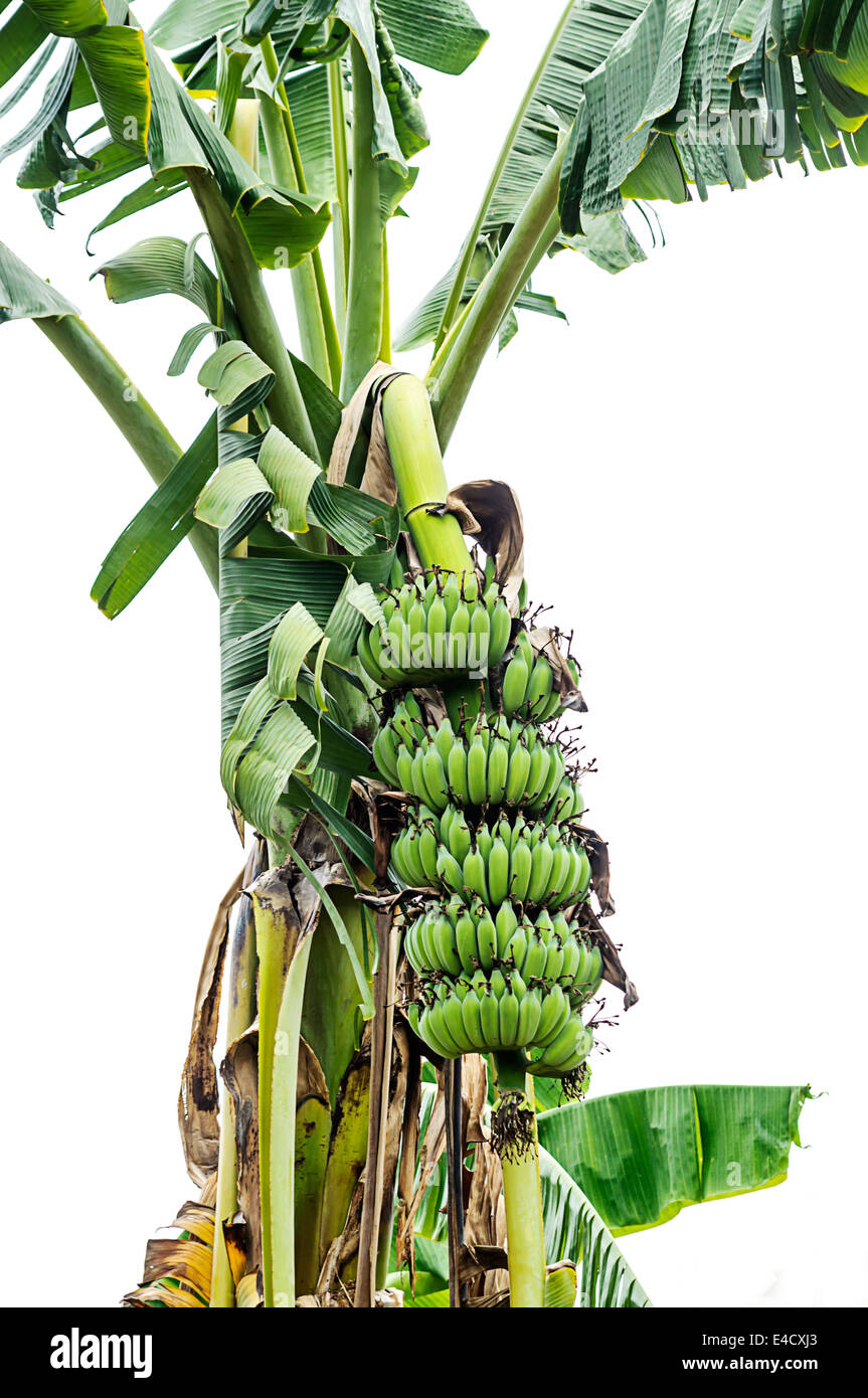 Gros bouquet de bananes vertes Banque de photographies et d’images à ...