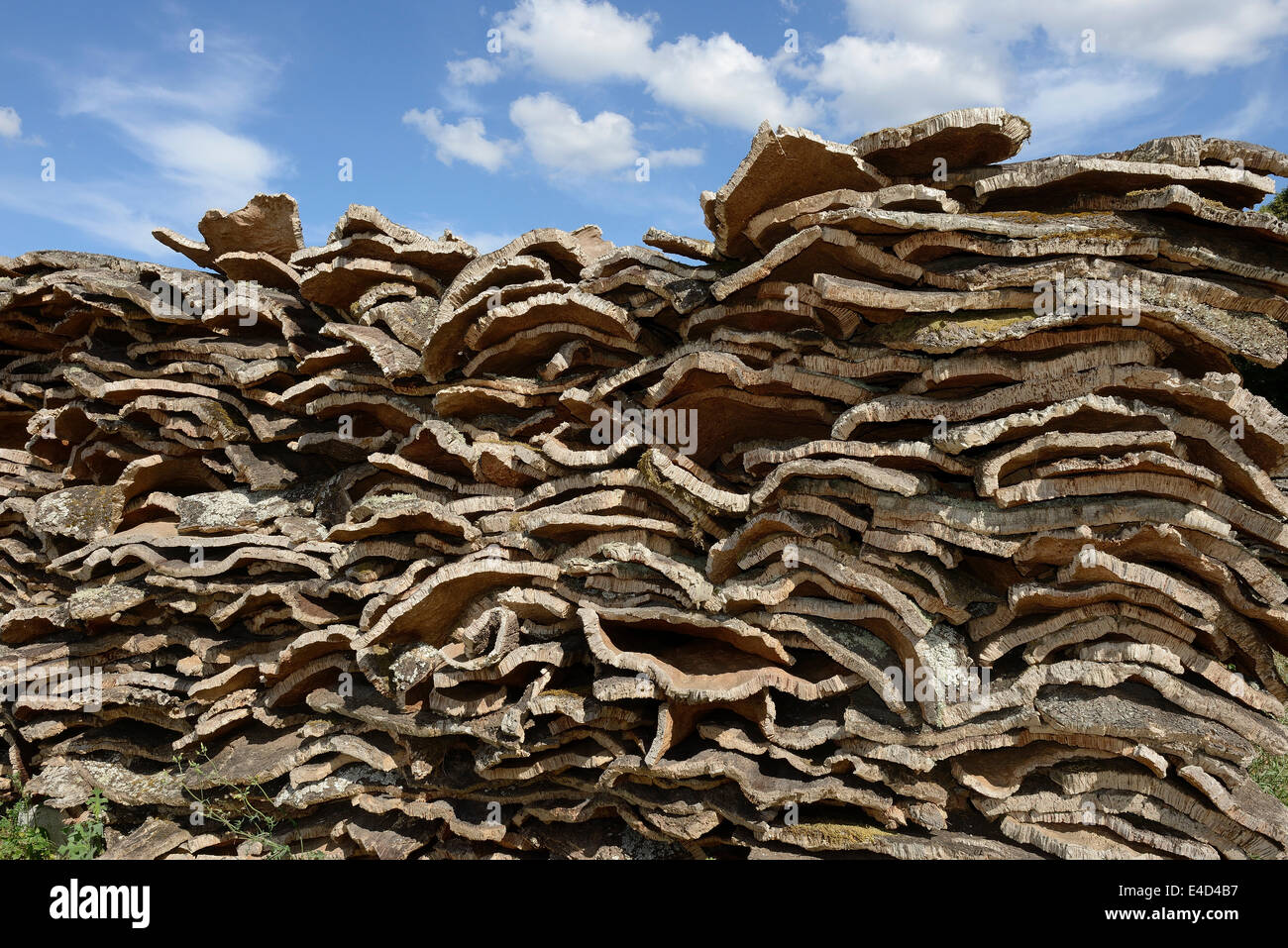 De l'écorce superposés chêne-liège (Quercus suber), Sardaigne, Italie ...