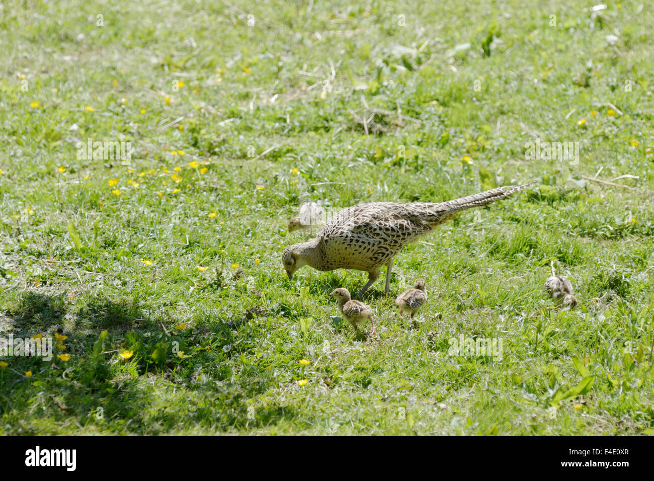 Poussins de faisan Banque de photographies et d’images à haute ...