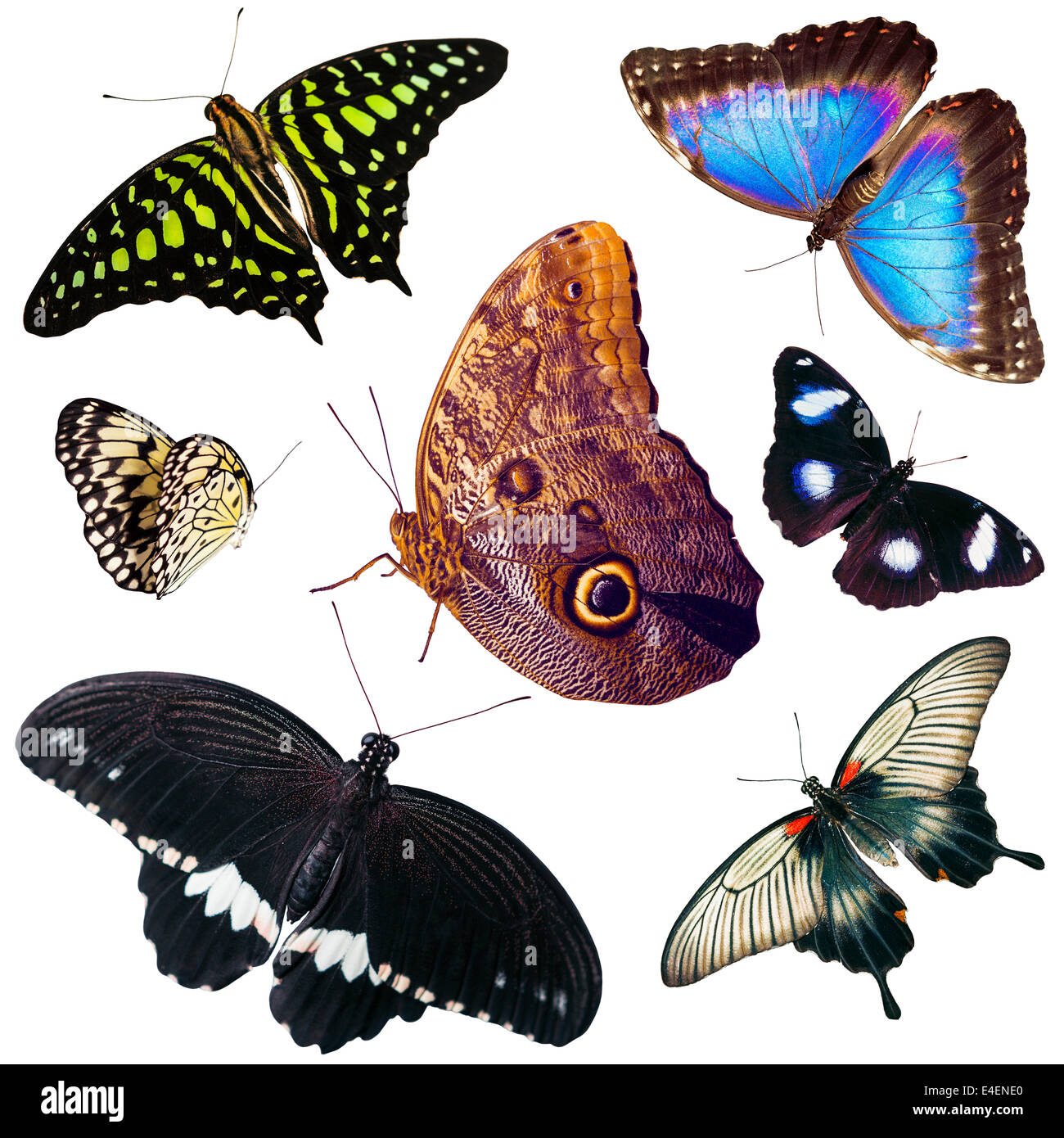 Ensemble d'isoler différents types et couleurs papillons Photo Stock ...