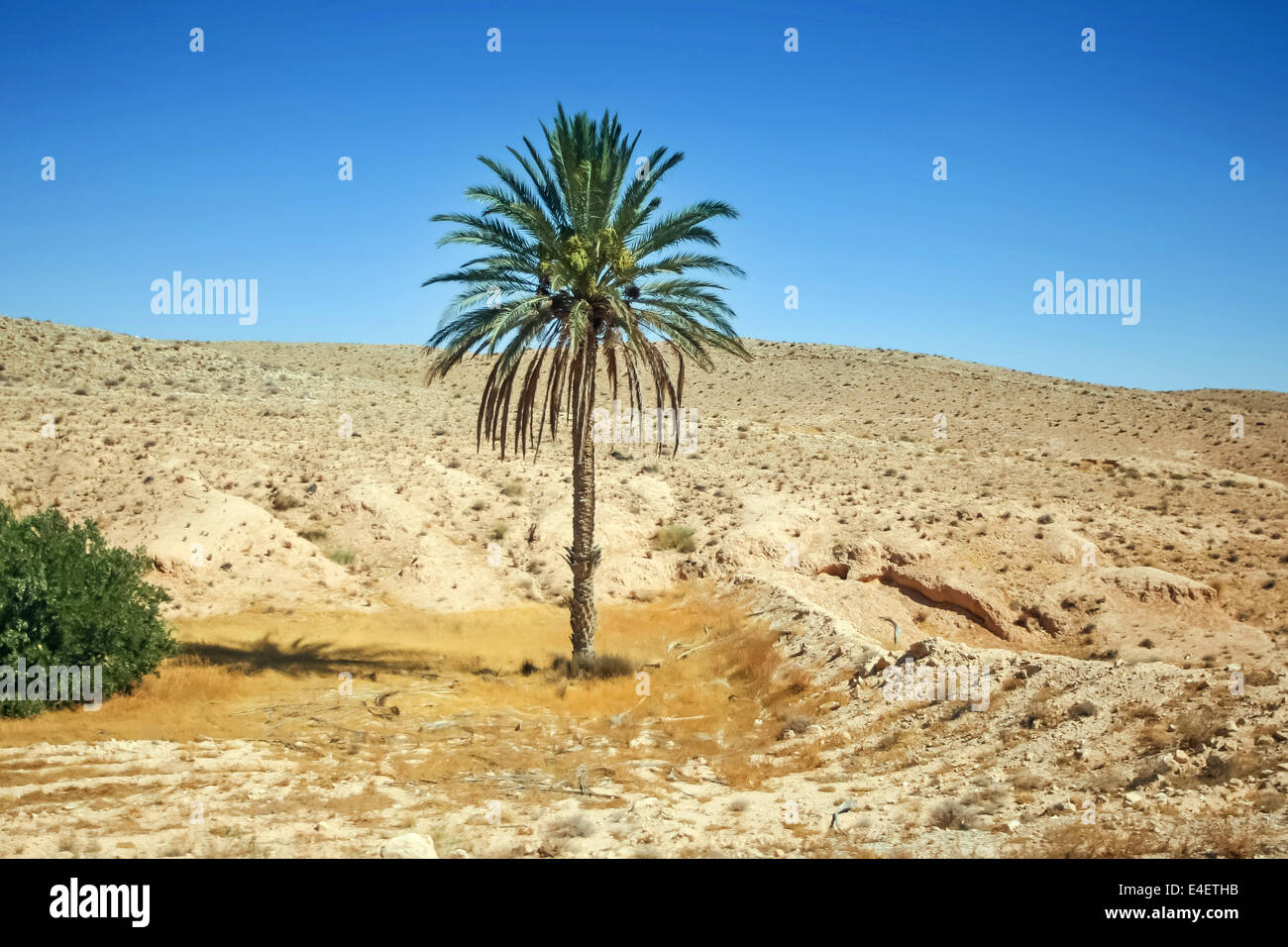 Un palmier dans désert du Sahara en Tunisie Photo Stock - Alamy