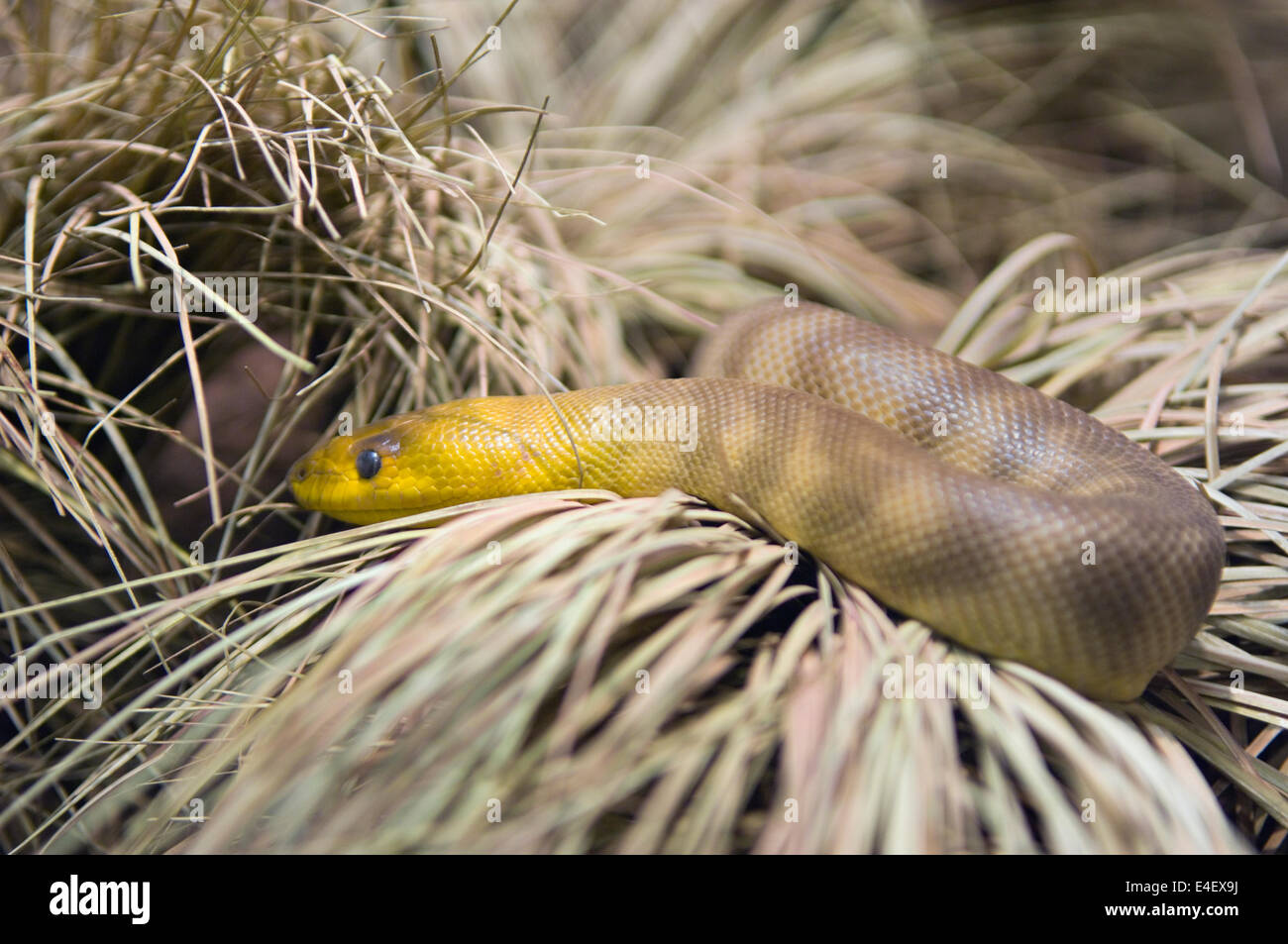 Ramsays python aspidites ramsayi Banque de photographies et d’images à ...