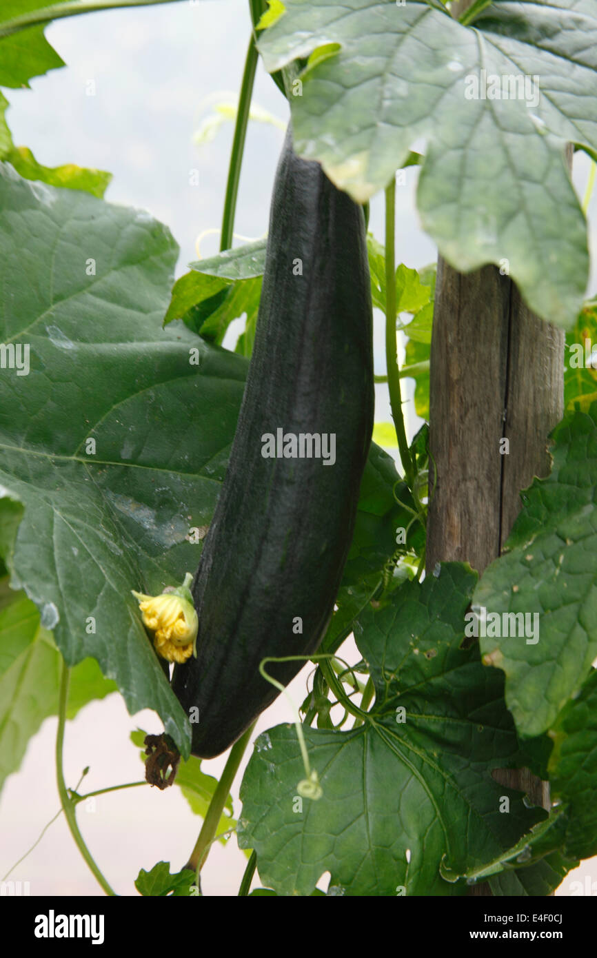 Cucumis sativus Banque de photographies et d’images à haute résolution ...