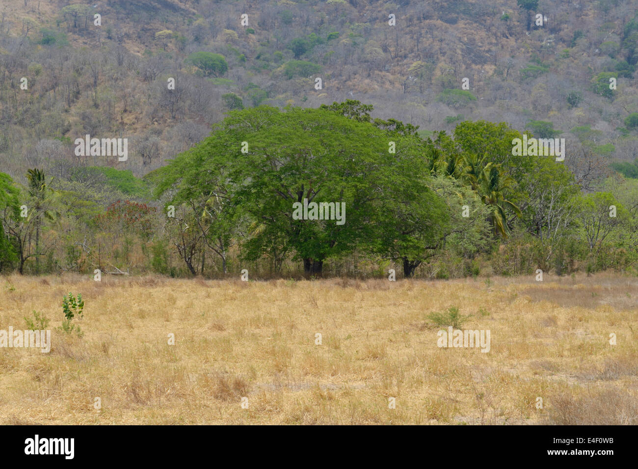 árbol de conacaste Banque de photographies et d’images à haute ...