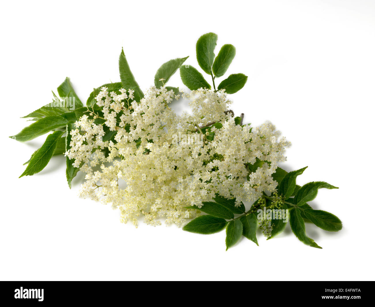 Fleur de sureau Banque de photographies et d’images à haute résolution ...