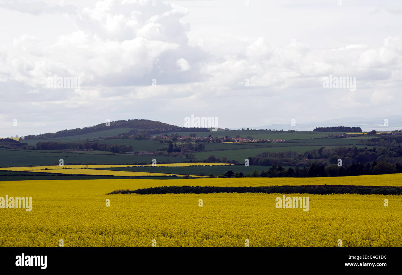 Domaines de la floraison du colza colza / proche d'un village Photo ...