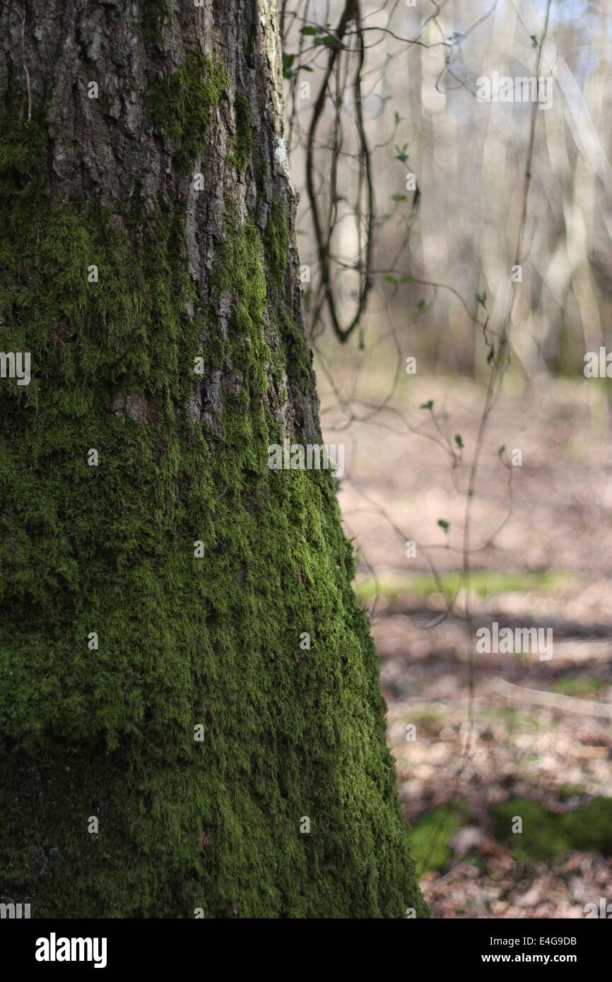 Mousse des bois Banque de photographies et d’images à haute résolution ...