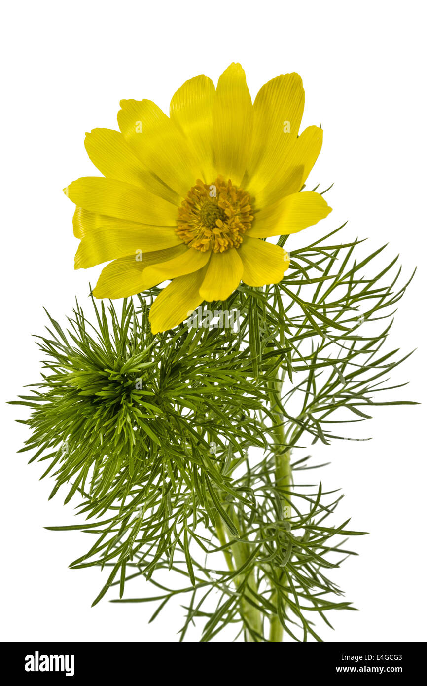 Adonis flowers Banque de photographies et d’images à haute résolution ...