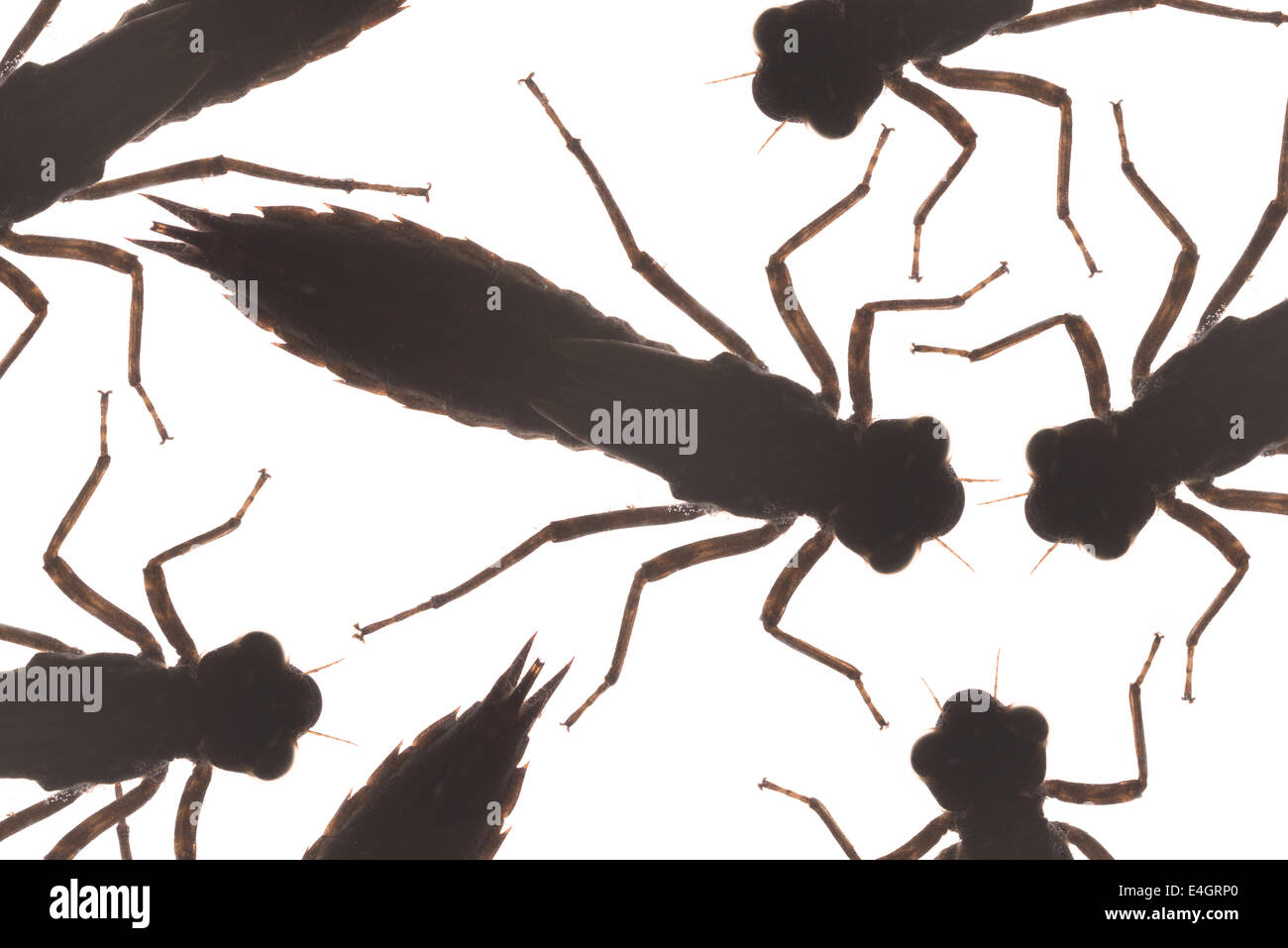 Peur et peur phobie des insectes pattern faites par les larves de ...