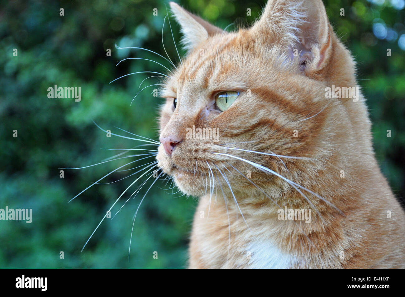 Tom cat Banque de photographies et d’images à haute résolution - Alamy