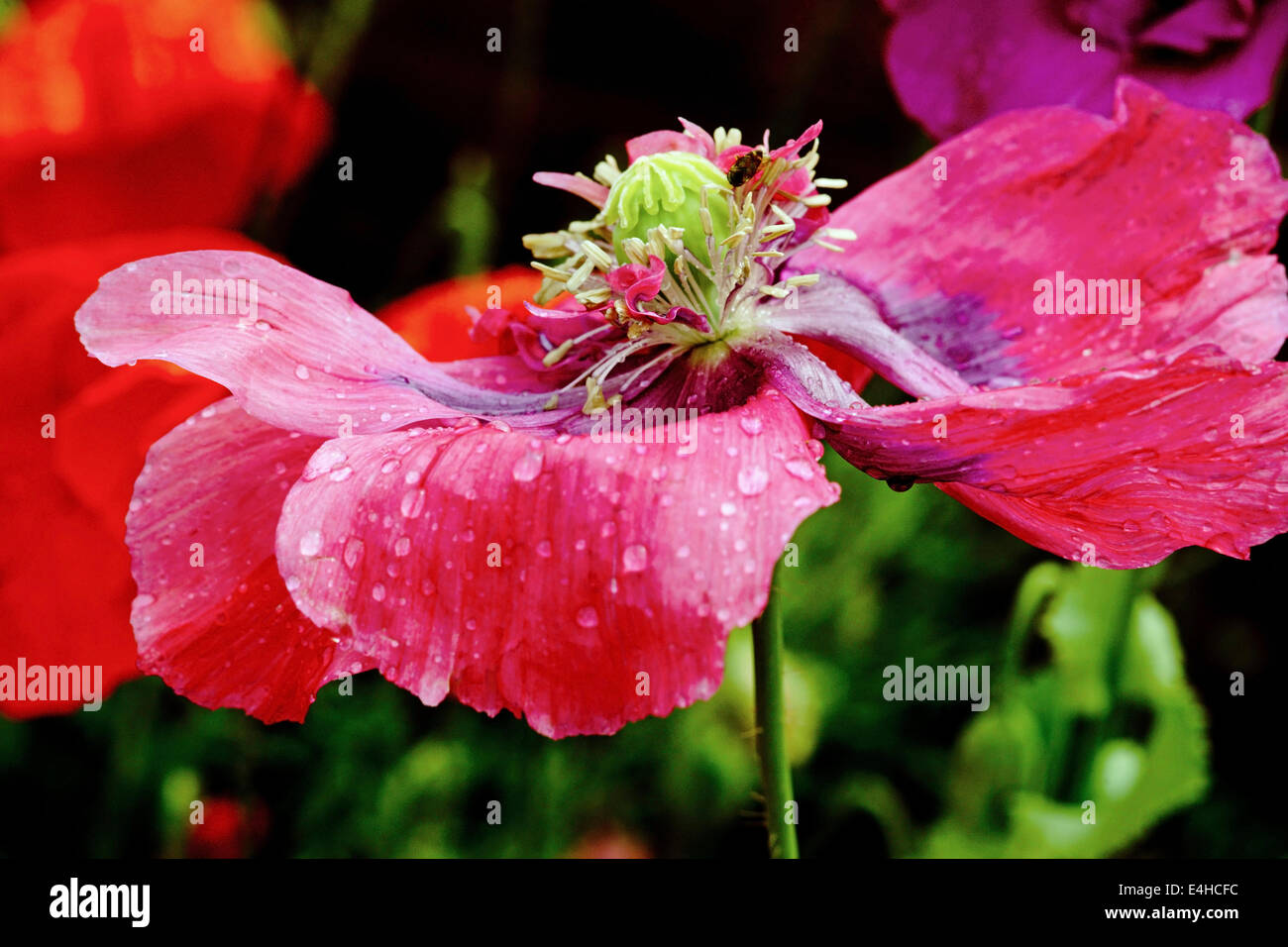 Coquelicot, le pavot à opium, Papaver somniferum Photo Stock - Alamy