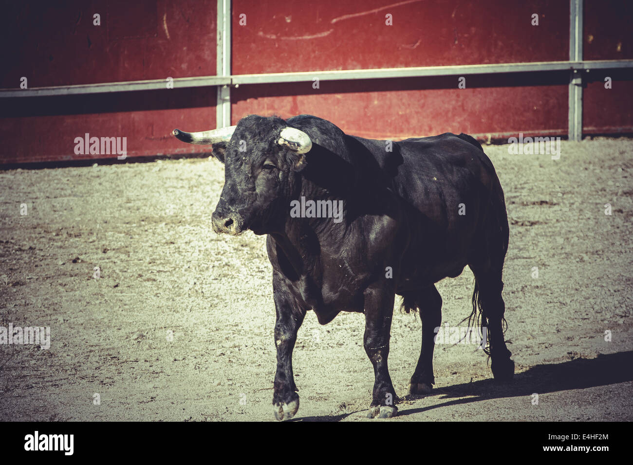 Corrida espagnole traditionnelle typique, une partie où un taureau de ...