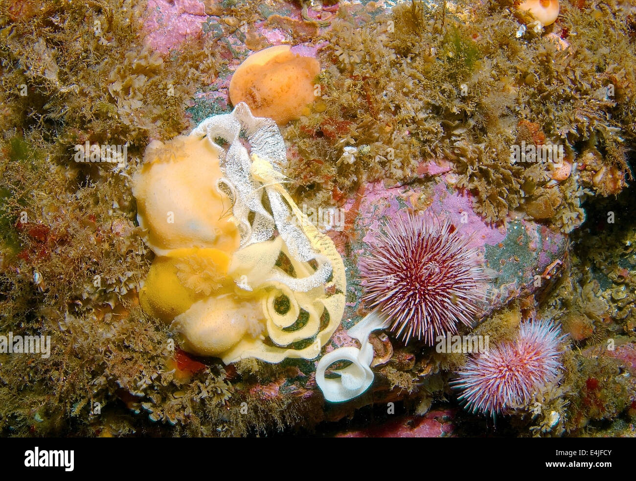 Sea Slug nudibranche ou avec des oeufs ( Archidoris pseudoargus ) avec ...