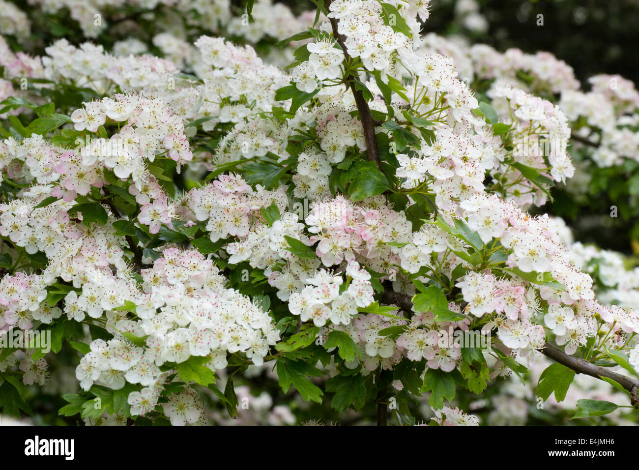 Crataegus monogyna Banque de photographies et d’images à haute ...