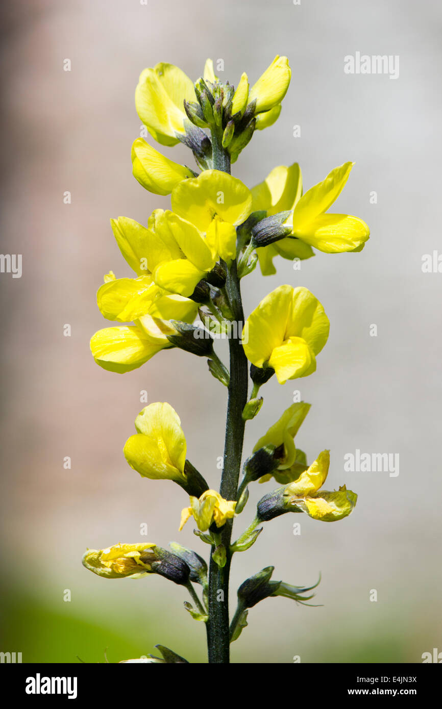 Fleurs de thermopsis villosa Banque de photographies et d’images à ...
