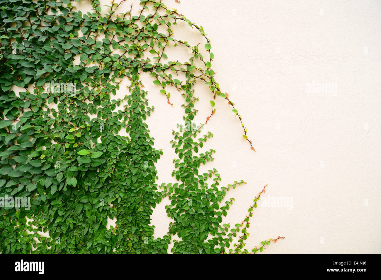Lierre grandissant un mur Banque de photographies et d’images à haute ...